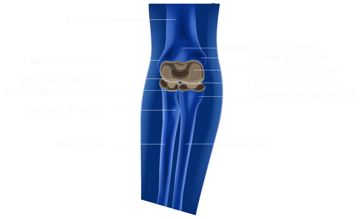 Elbow Services - Riley J. Williams III, MD - Orthopedic Surgeon