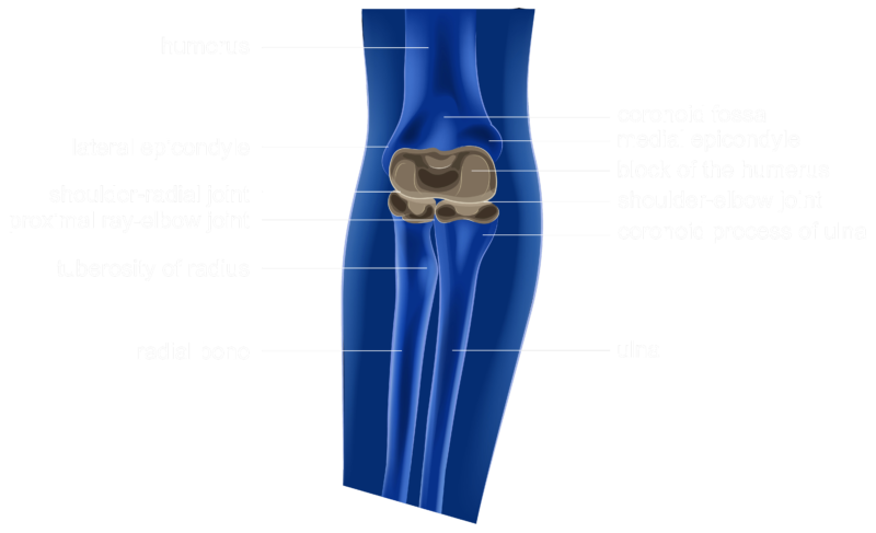 Elbow Services - Riley J. Williams III, MD - Orthopedic Surgeon