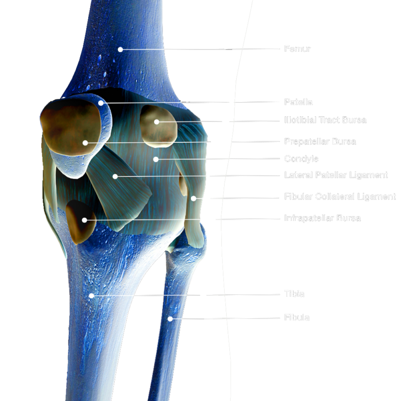Knee Services - Riley J. Williams III, MD - Orthopedic Surgeon
